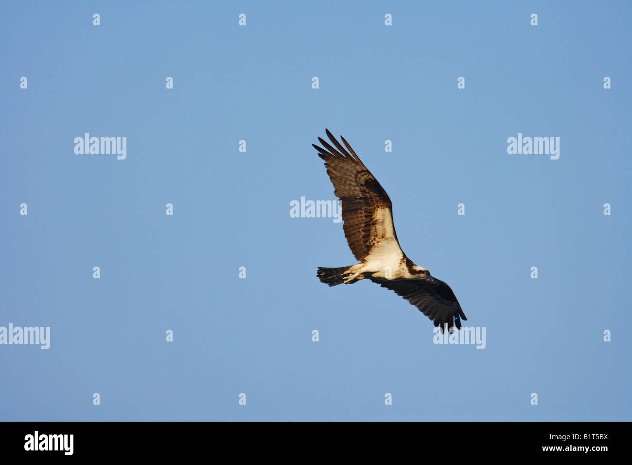 Baby osprey hi-res stock photography and images - Alamy