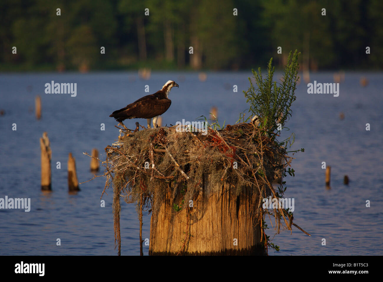 An Osprey keeps a watchful eye on its chicks from the edge of its ...