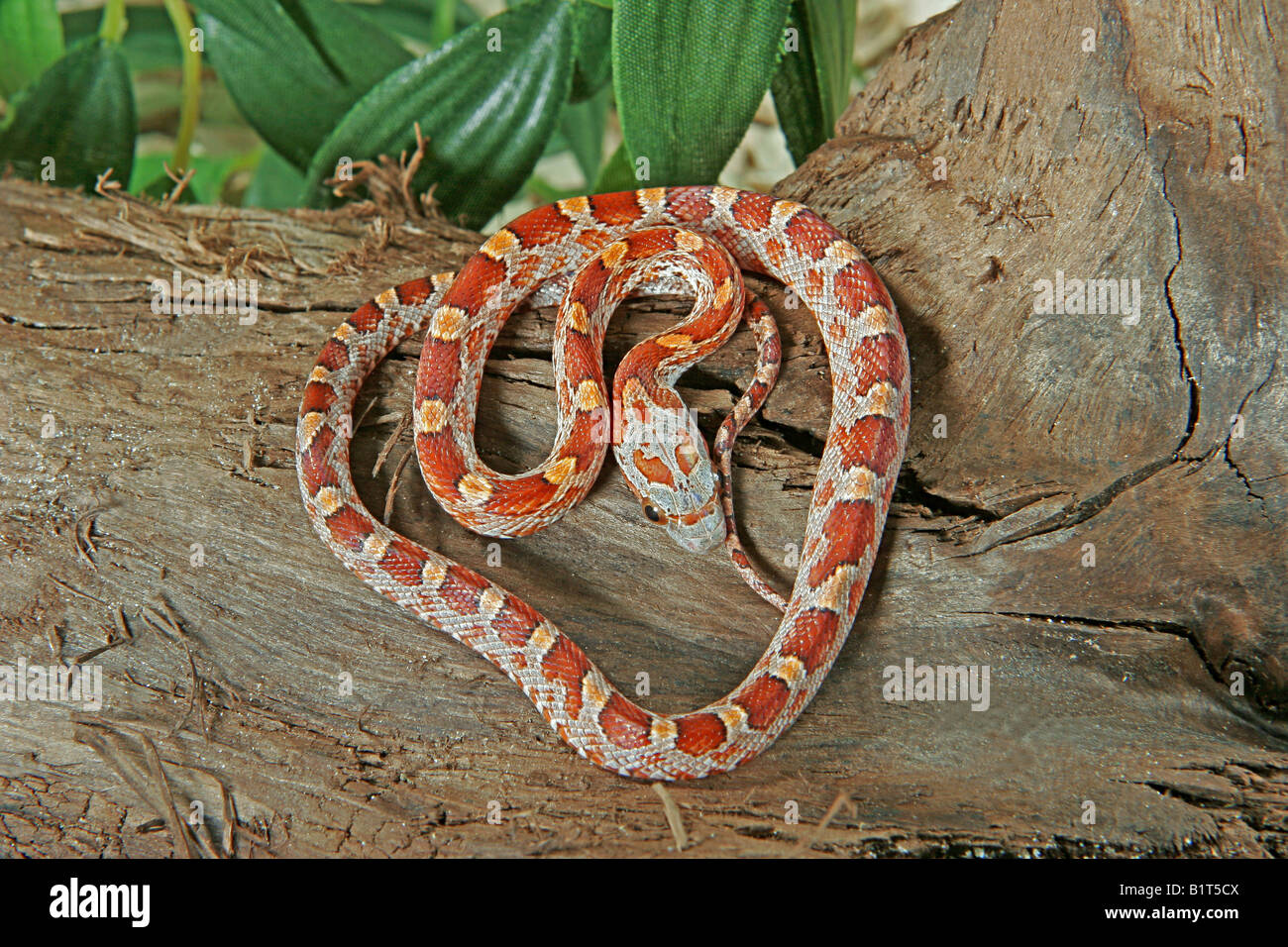 corn snake / Pantherophis guttatus Stock Photo - Alamy