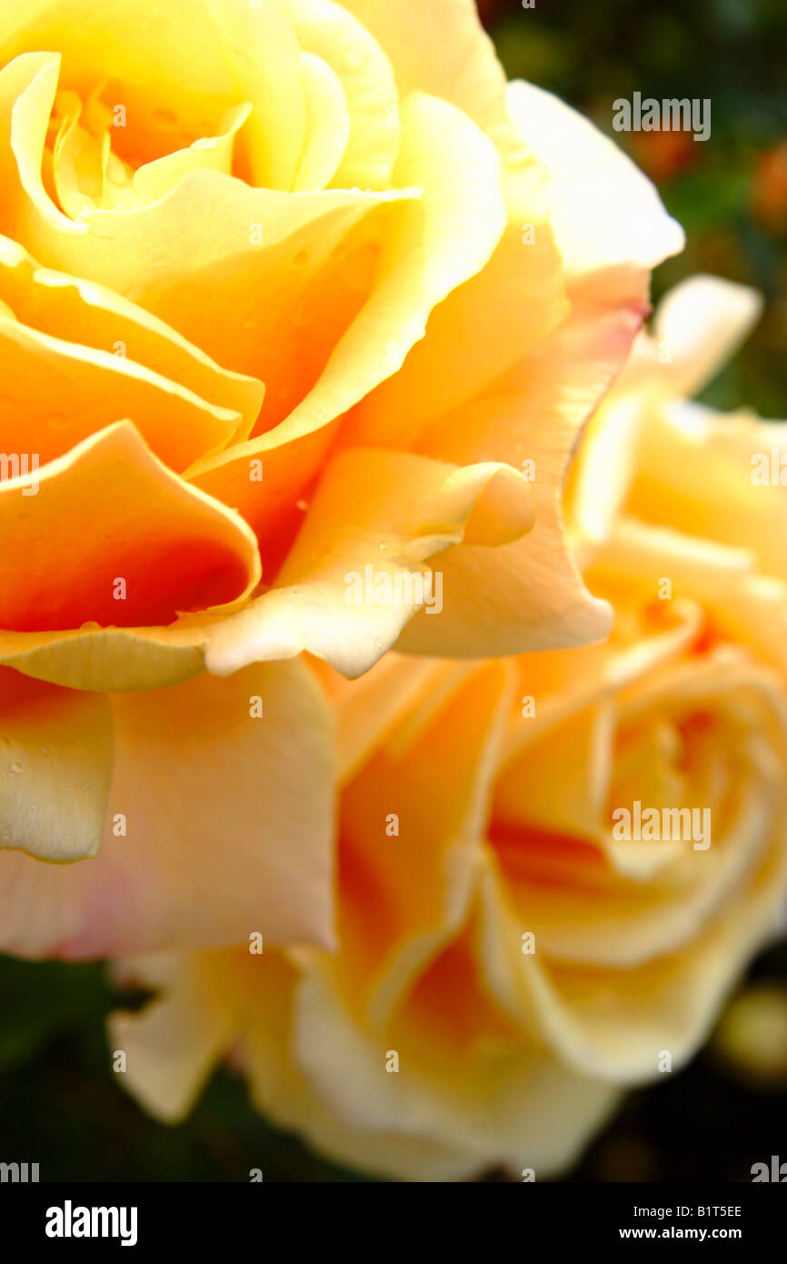 Close up of some Roses Stock Photo - Alamy