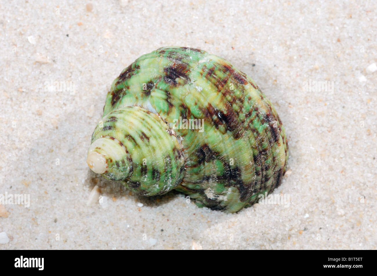 Green turban hi-res stock photography and images - Alamy