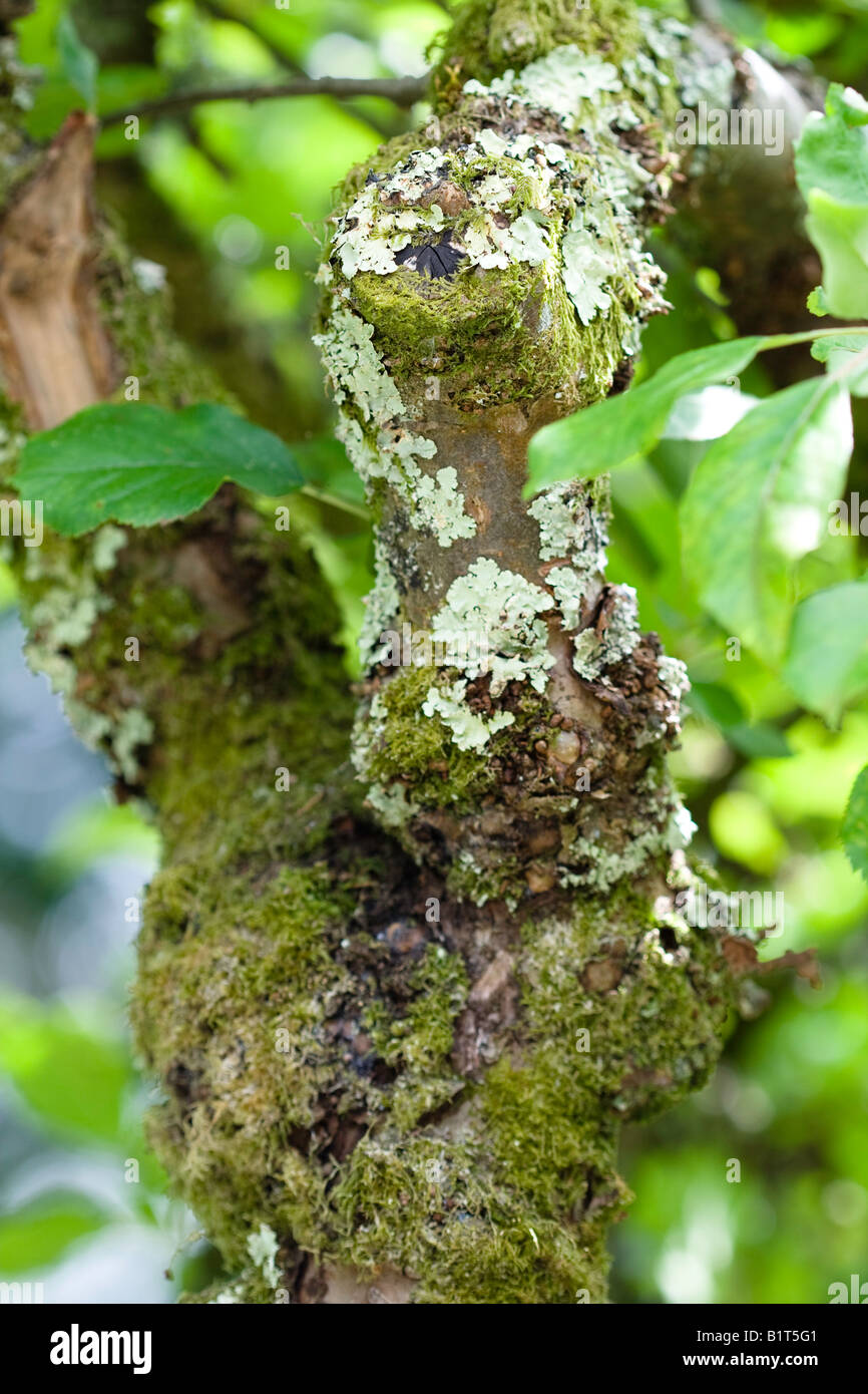 Lichens on an old apple tree Stock Photo - Alamy