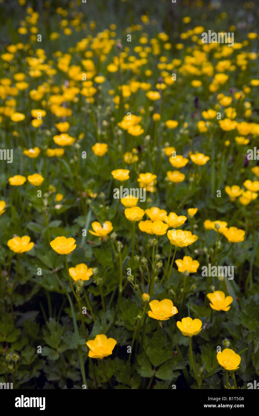 meadow buttercup Ranunculus acris cornwall Stock Photo - Alamy