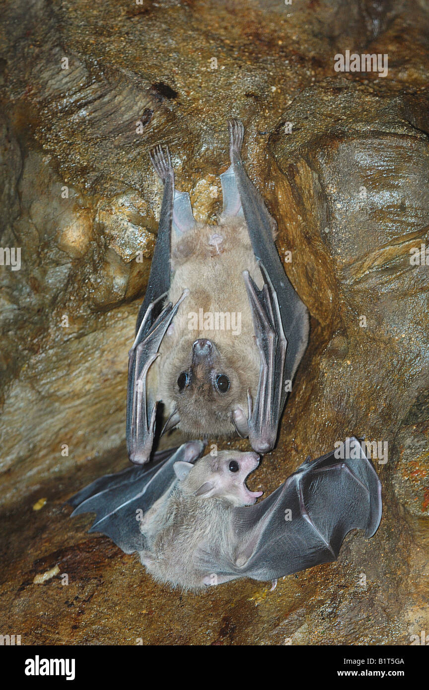 two egyptian fruit bats / Rousettus aegyptiacus Stock Photo - Alamy