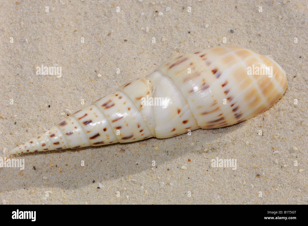 Auger shells hi-res stock photography and images - Alamy