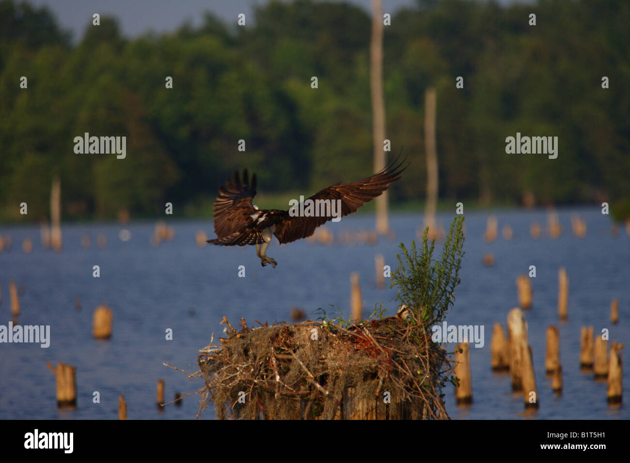 An Osprey gracefully returns to the chicks on its nesting site located ...