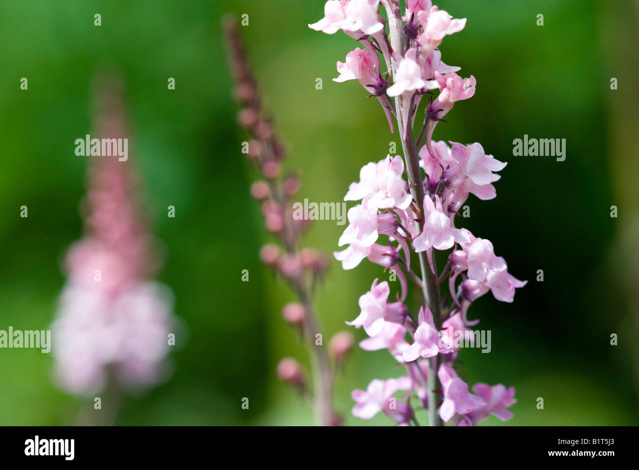 Pink flower spikes Stock Photo - Alamy