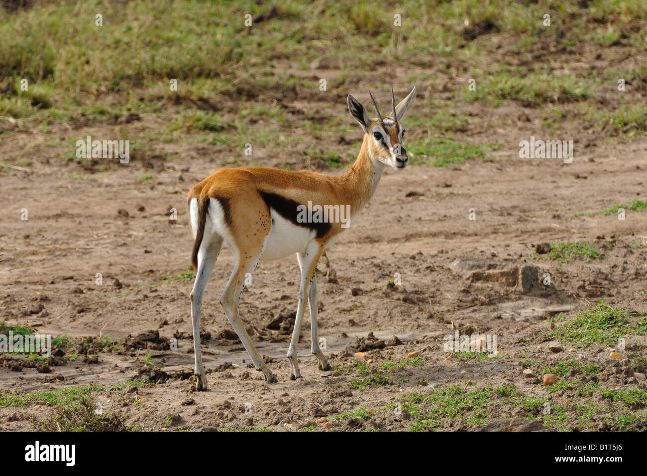 Thomson s Gazelle Stock Photo - Alamy