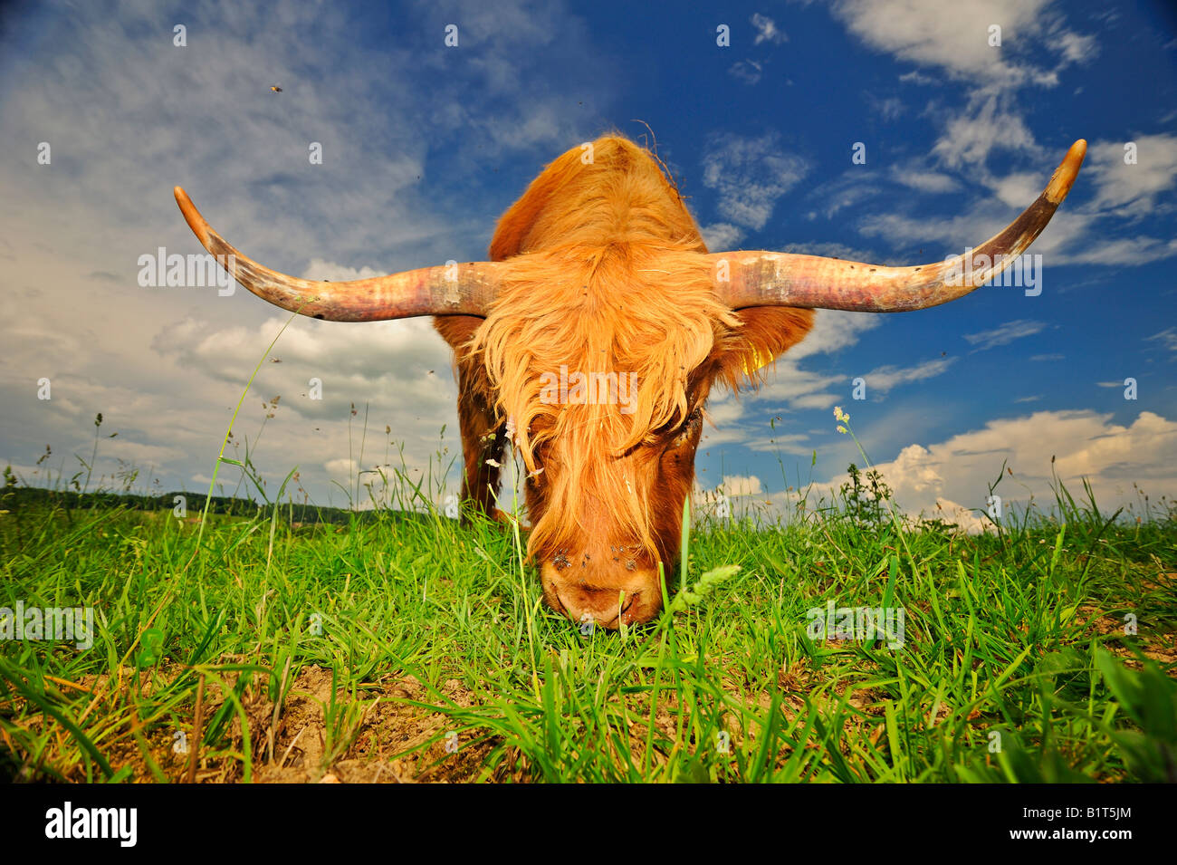 Hairy coo hi-res stock photography and images - Alamy