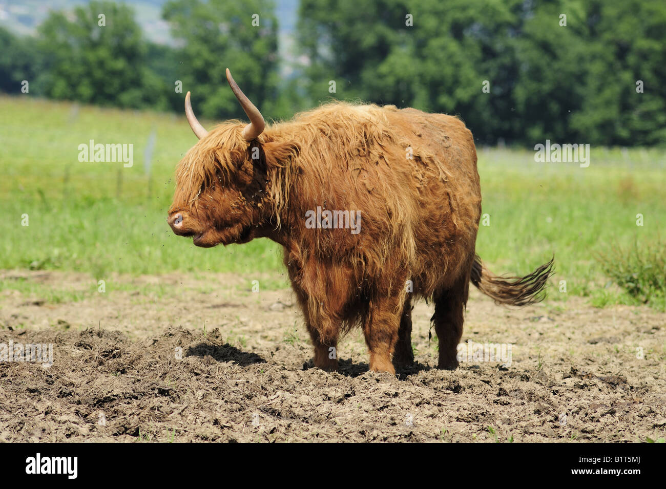 Ruminating cow hi-res stock photography and images - Alamy