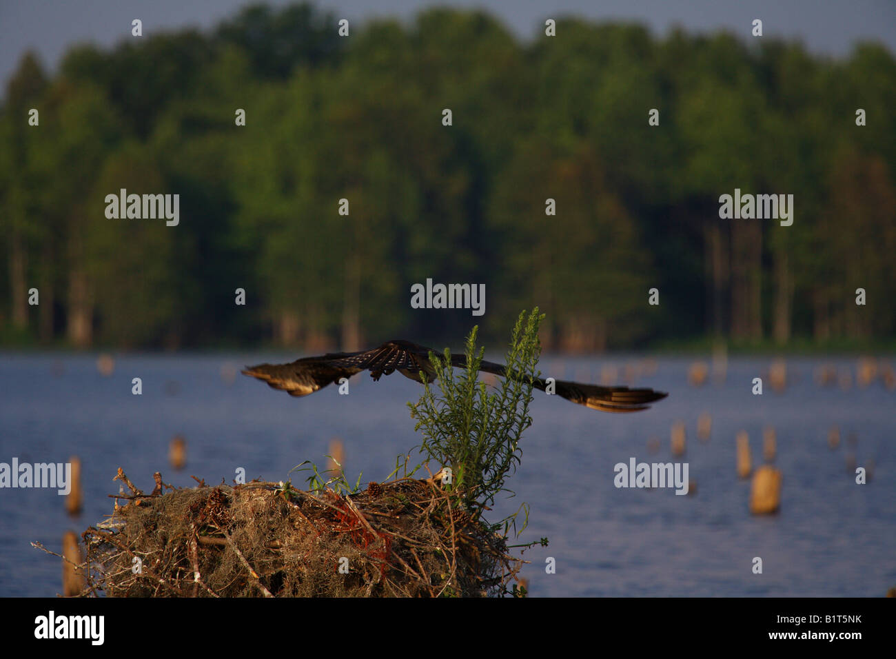 An Osprey leaves its nesting site located on Lake Marion South Carolina ...