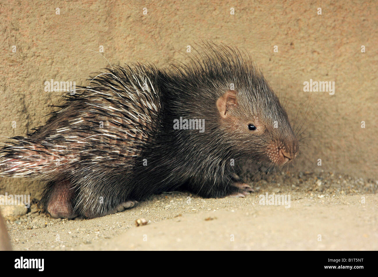 indian porcupine - cub / Hystrix leucura Stock Photo - Alamy