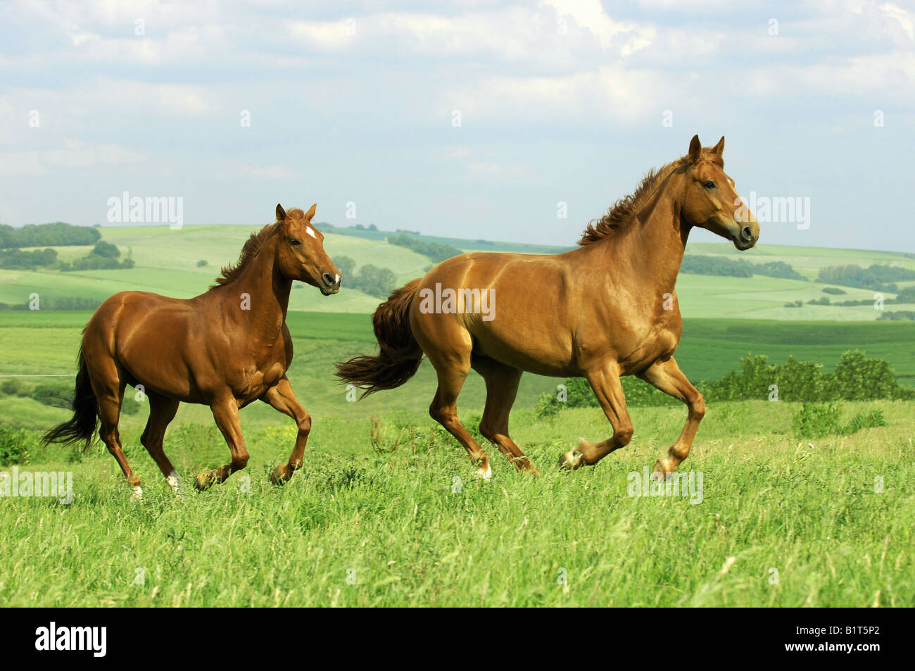 two Quarter horses - galloping on meadow Stock Photo - Alamy