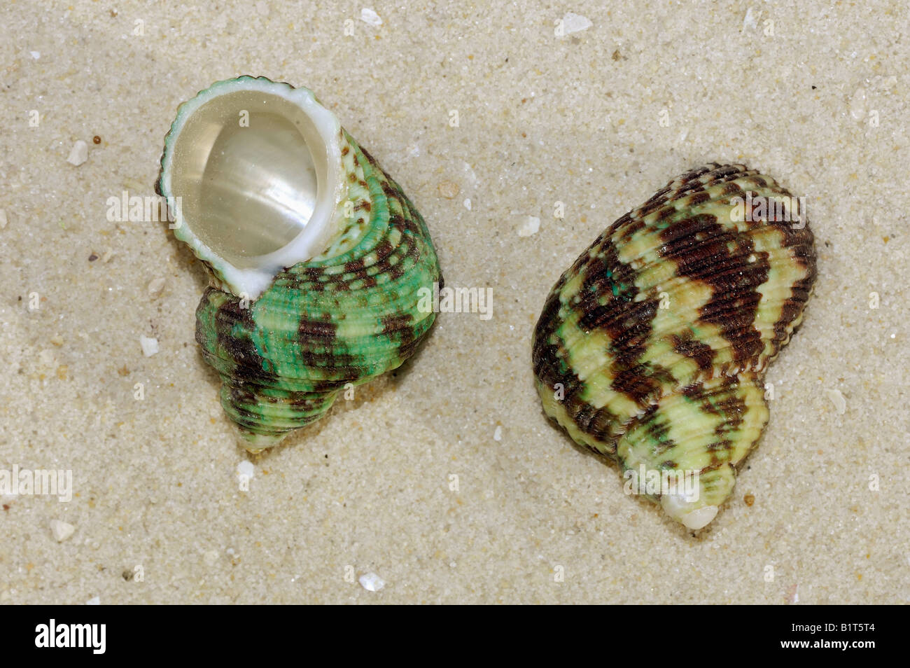 Great Green Turban (Turbo marmoratus). Two shells on a beach Stock ...