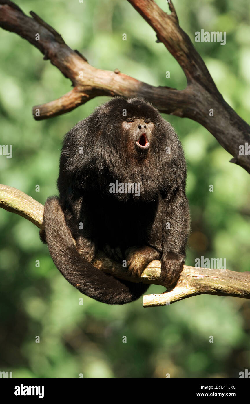Black Howler Monkey (Alouatta caraya). Male calling in a tree Stock ...