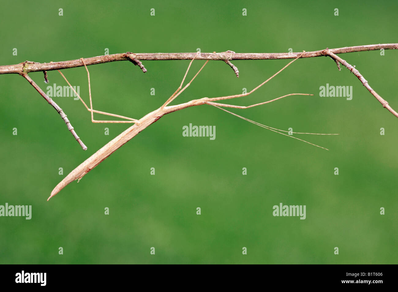 pink winged stick insect at twig Stock Photo - Alamy