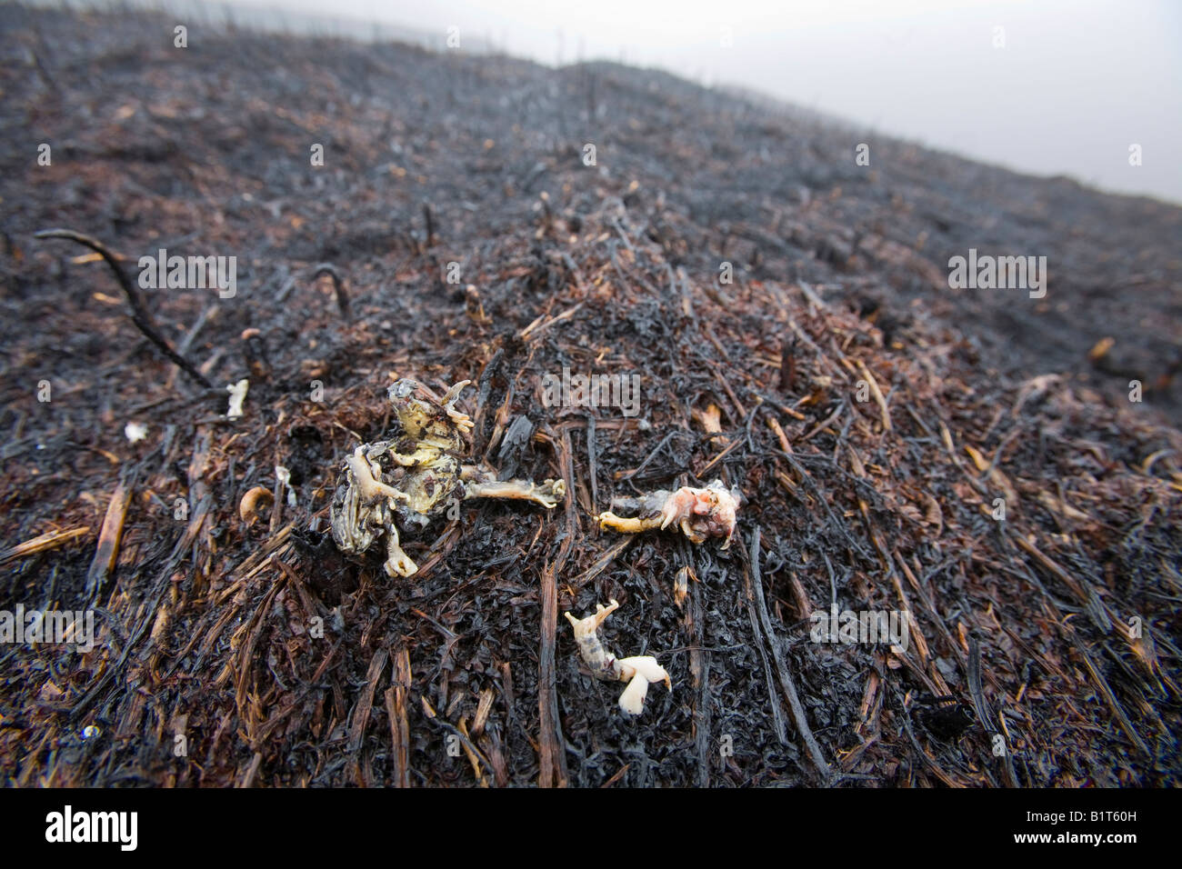Littleborough wildlife hi-res stock photography and images - Alamy