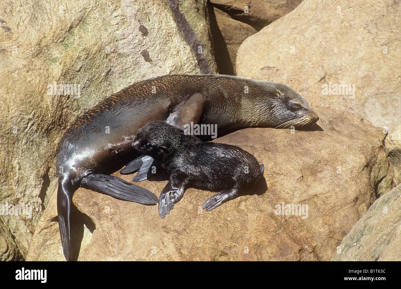 Fur seals falkland islands hi-res stock photography and images - Alamy