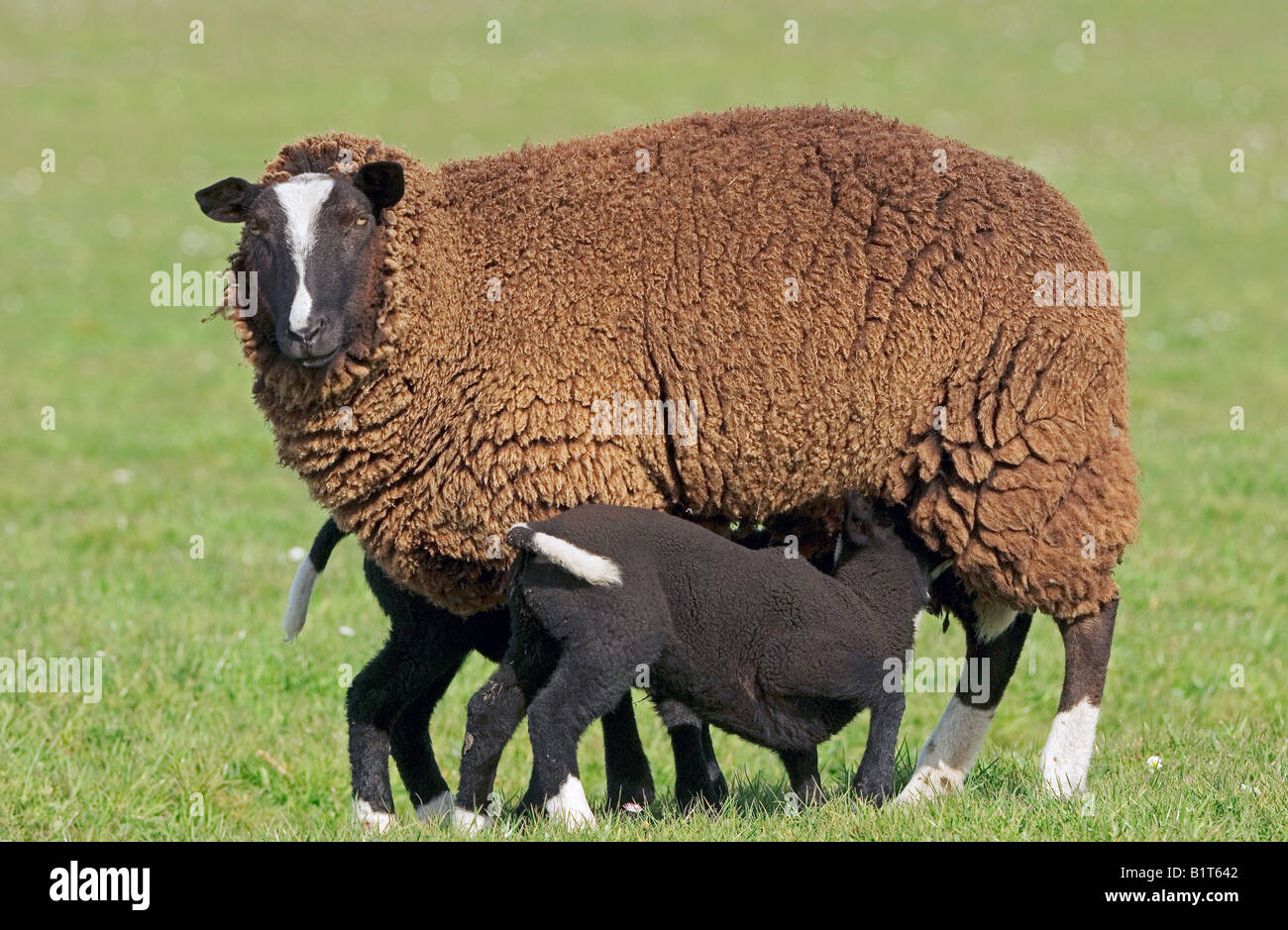 Zwartbles sheep suckling lambs Stock Photo - Alamy