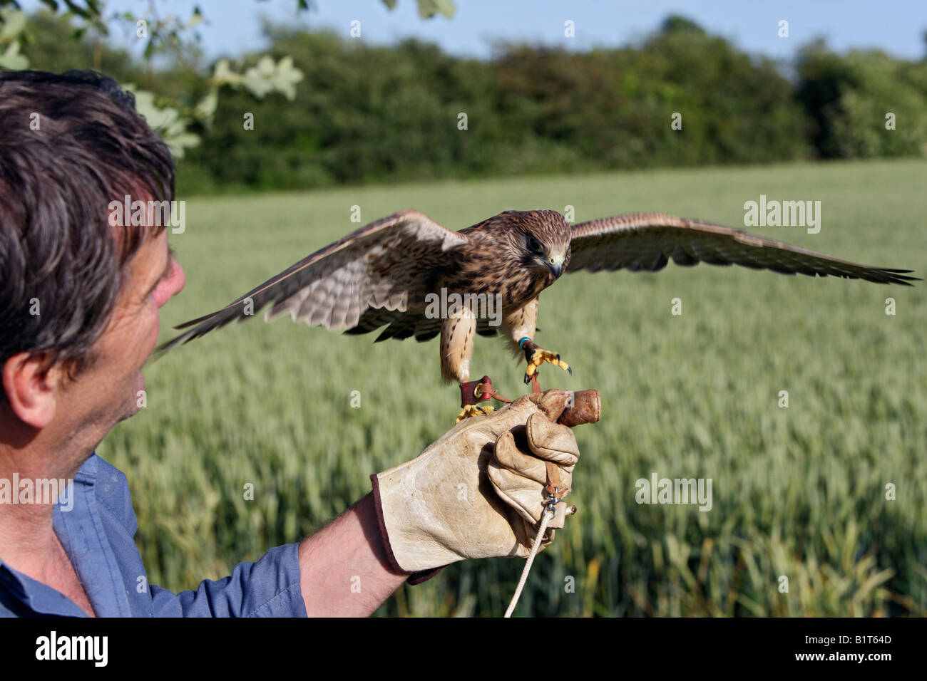 Kestrel picture hi-res stock photography and images - Alamy
