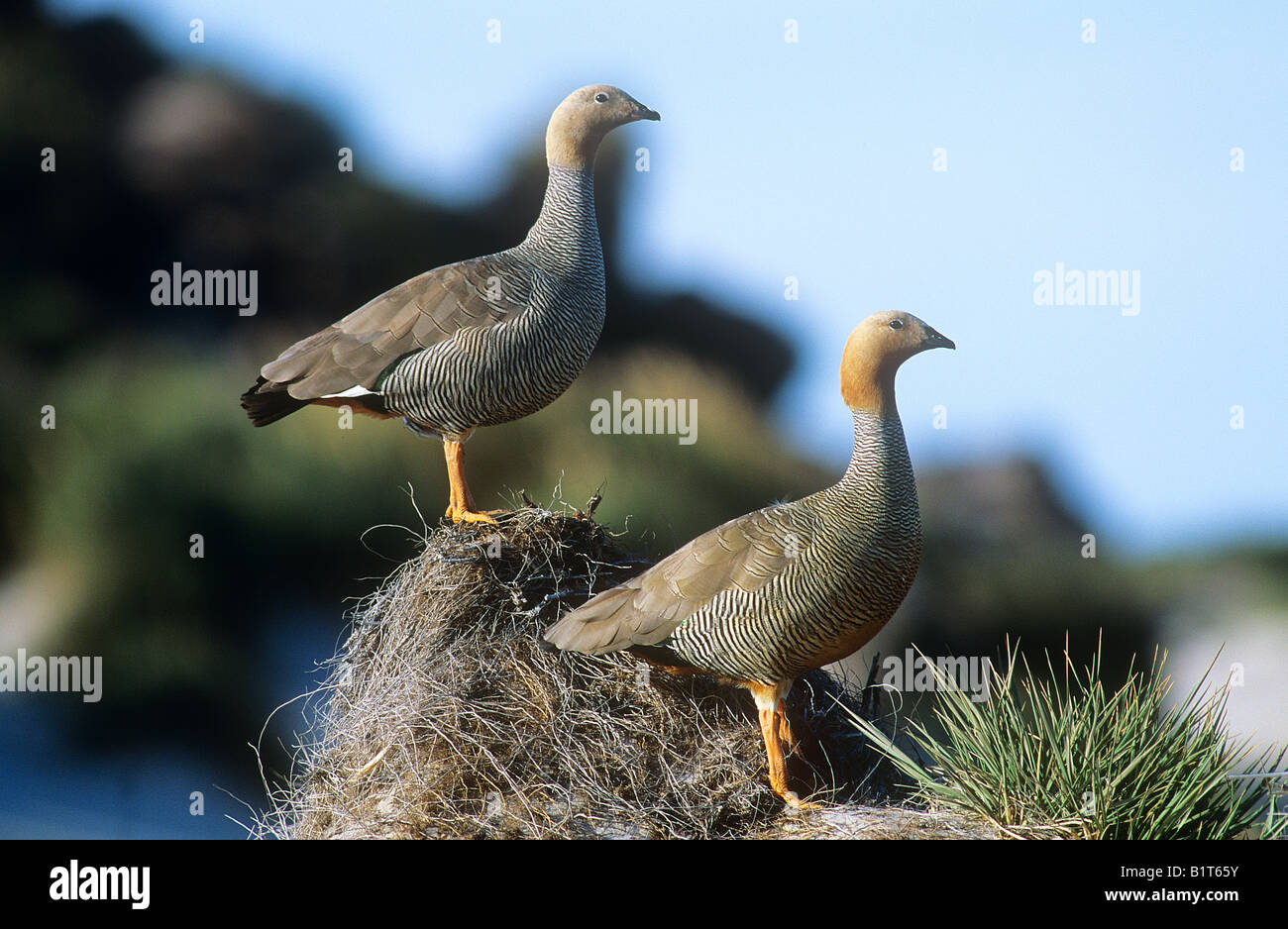 two ruddy-headed geese - standing / Chloephaga rubidiceps Stock Photo ...