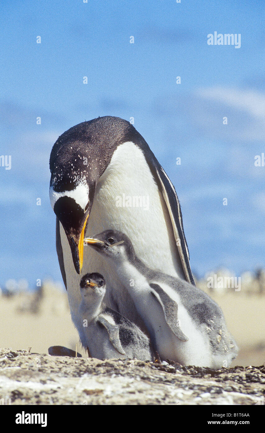 Two gentoo penguins stand hi-res stock photography and images - Alamy
