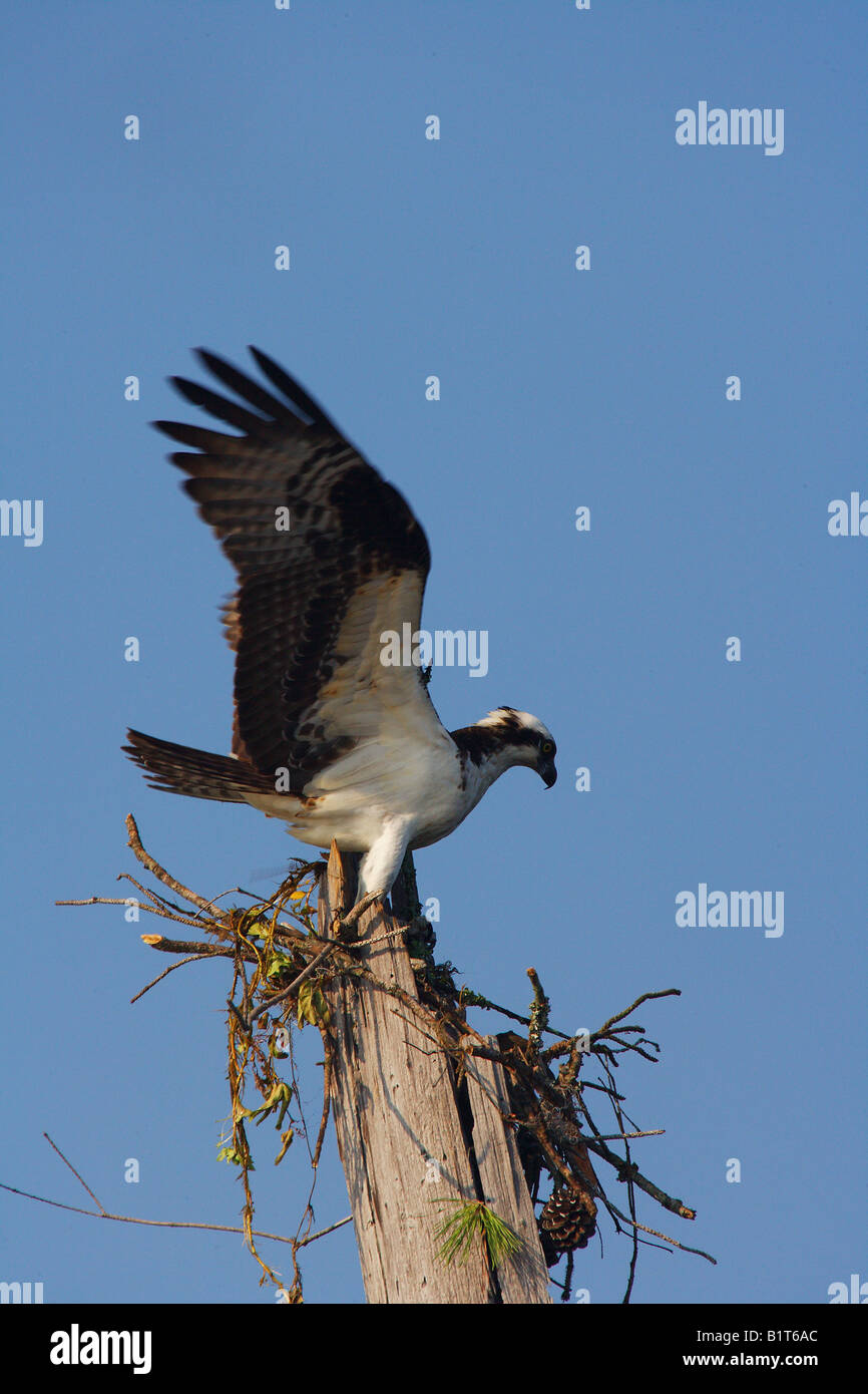 An osprey begins to build a nest on top of a cypress snag located on ...