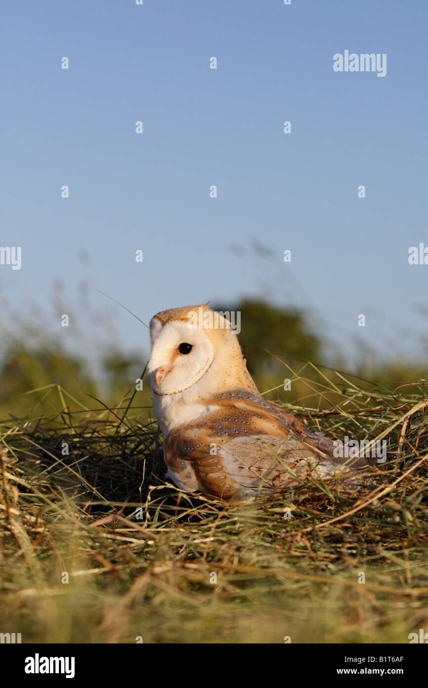 Young Barn Owl Tyto alba in hay hunting Potton Bedfordshire Stock Photo ...