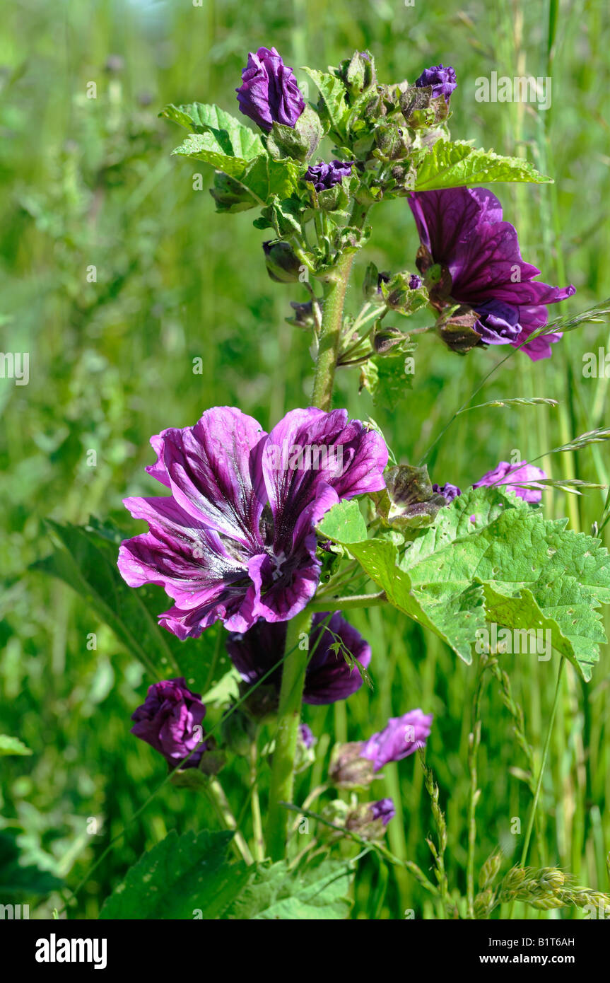 Common mallow purple flower hi-res stock photography and images - Alamy