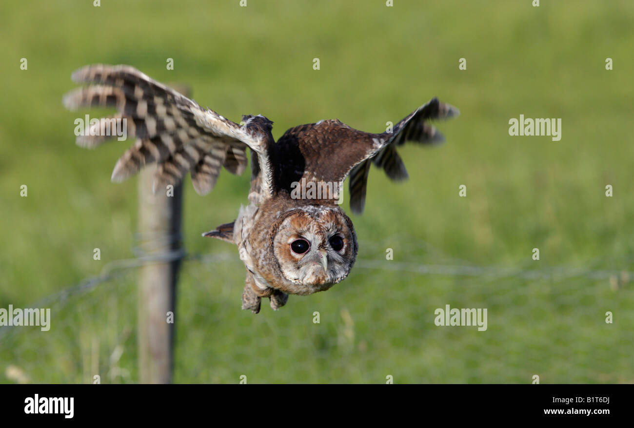 Tawny Owl Uk In Flight High Resolution Stock Photography and Images - Alamy