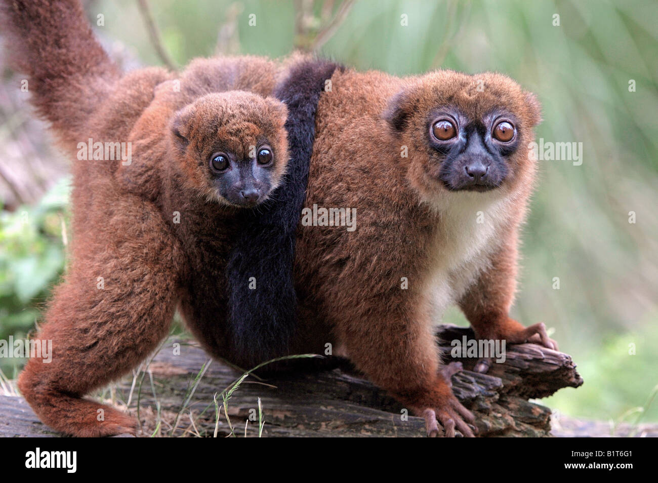 Red Bellied Lemur