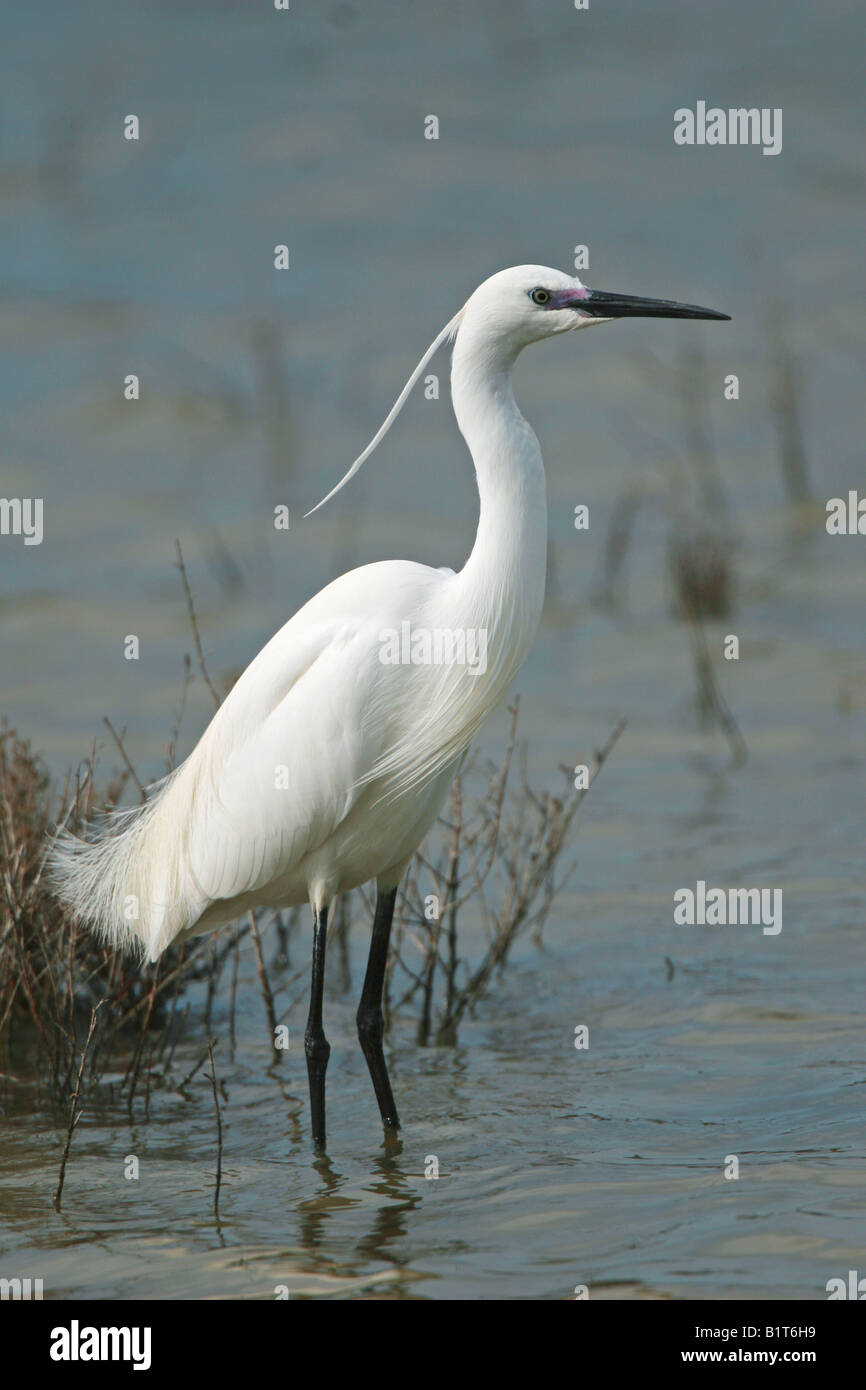 little egret - standing in water / Egretta garzetta Stock Photo - Alamy