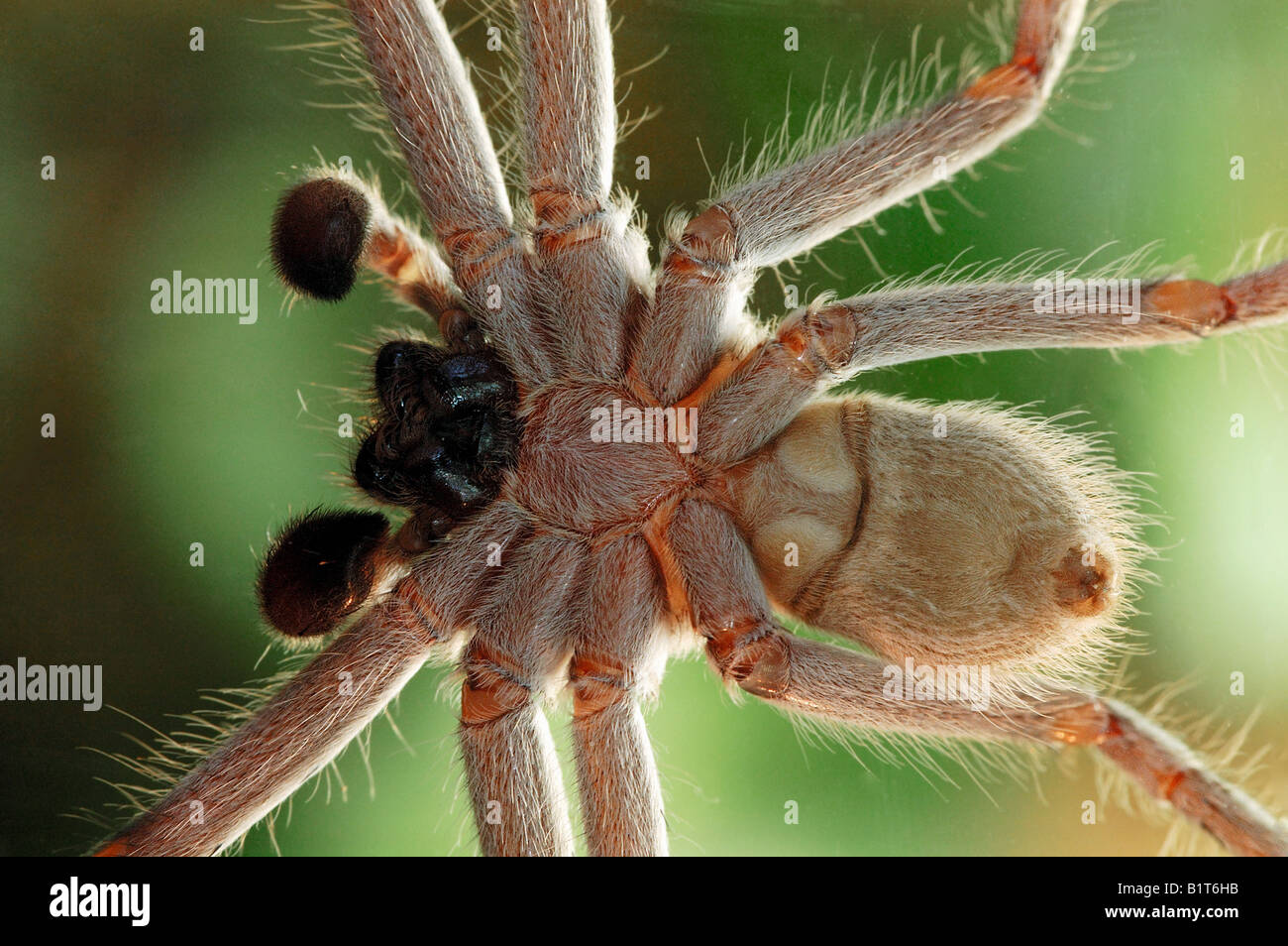 Huntsmanspiders hi-res stock photography and images - Alamy
