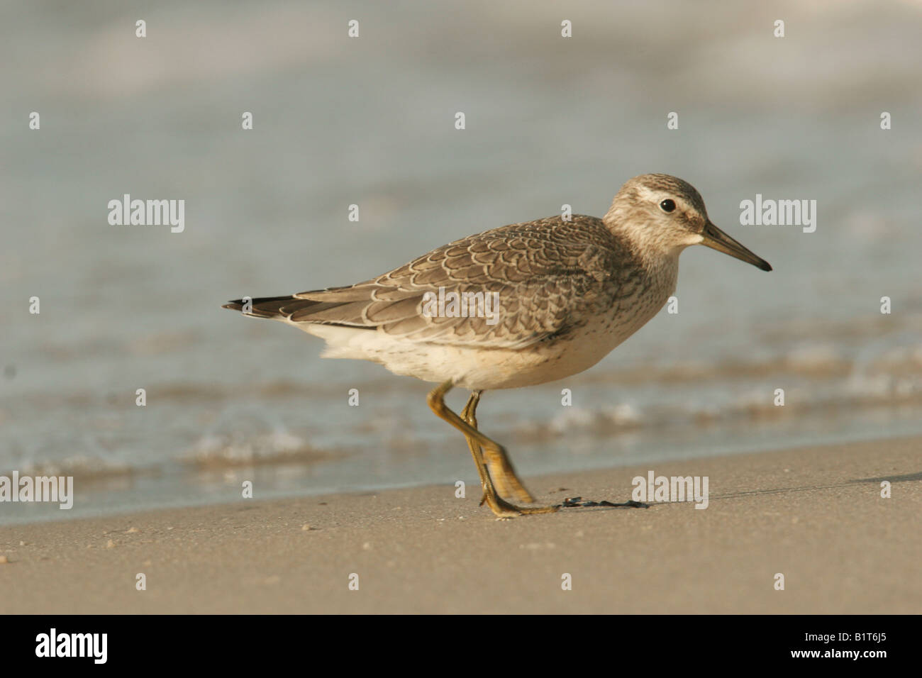 Red Knot - standing / Calidris canutus Stock Photo - Alamy