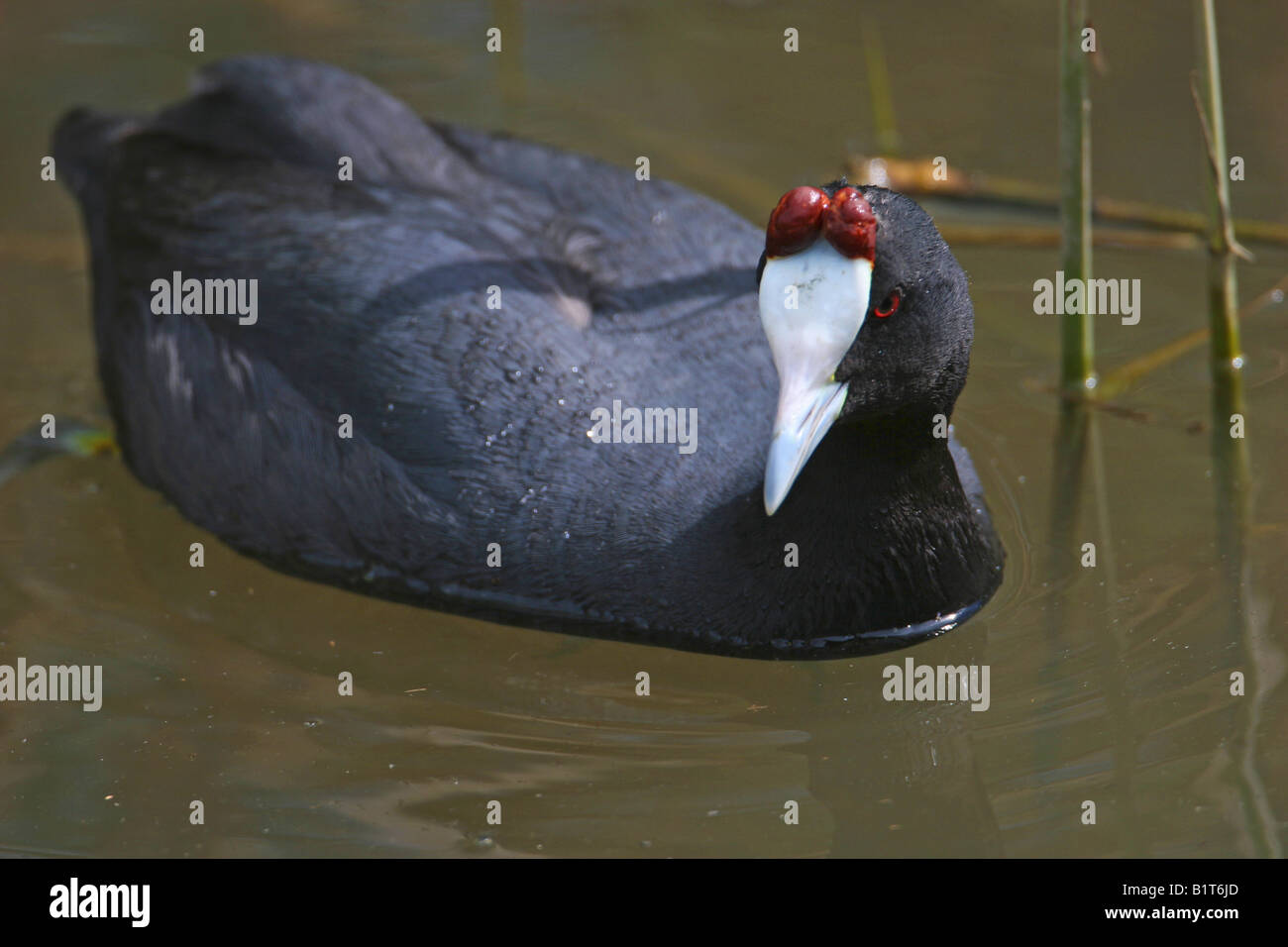 Red-knobbed Coot - swimming / Fulica cristata Stock Photo - Alamy