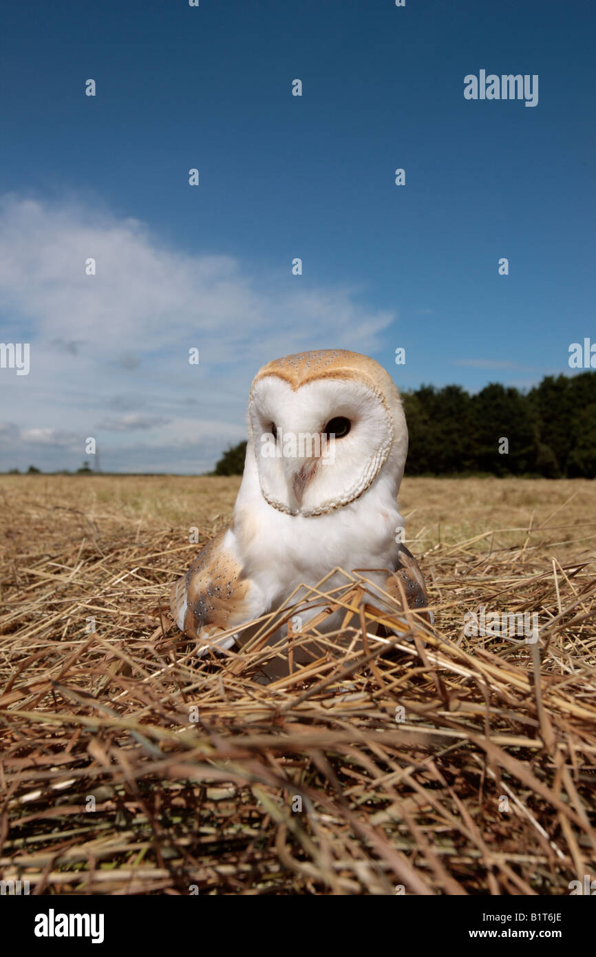 Young Barn Owl Tyto alba hunting in hay field Potton Bedfordshire Stock ...