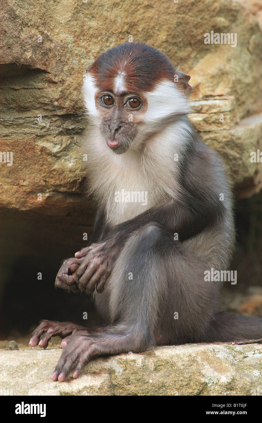 Sooty mangabey monkey hi-res stock photography and images - Alamy