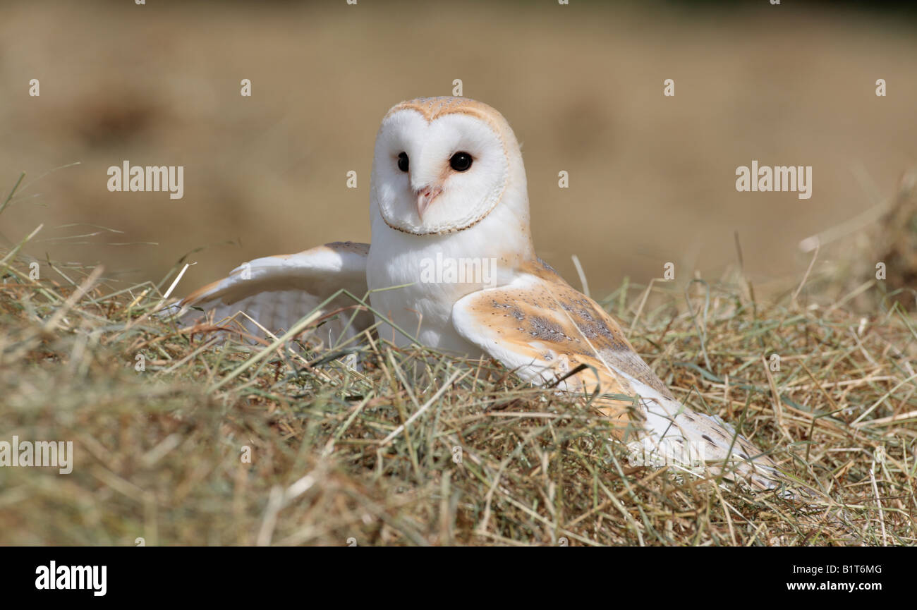 Young Barn Owl Tyto alba hunting in hay field Potton Bedfordshire Stock ...