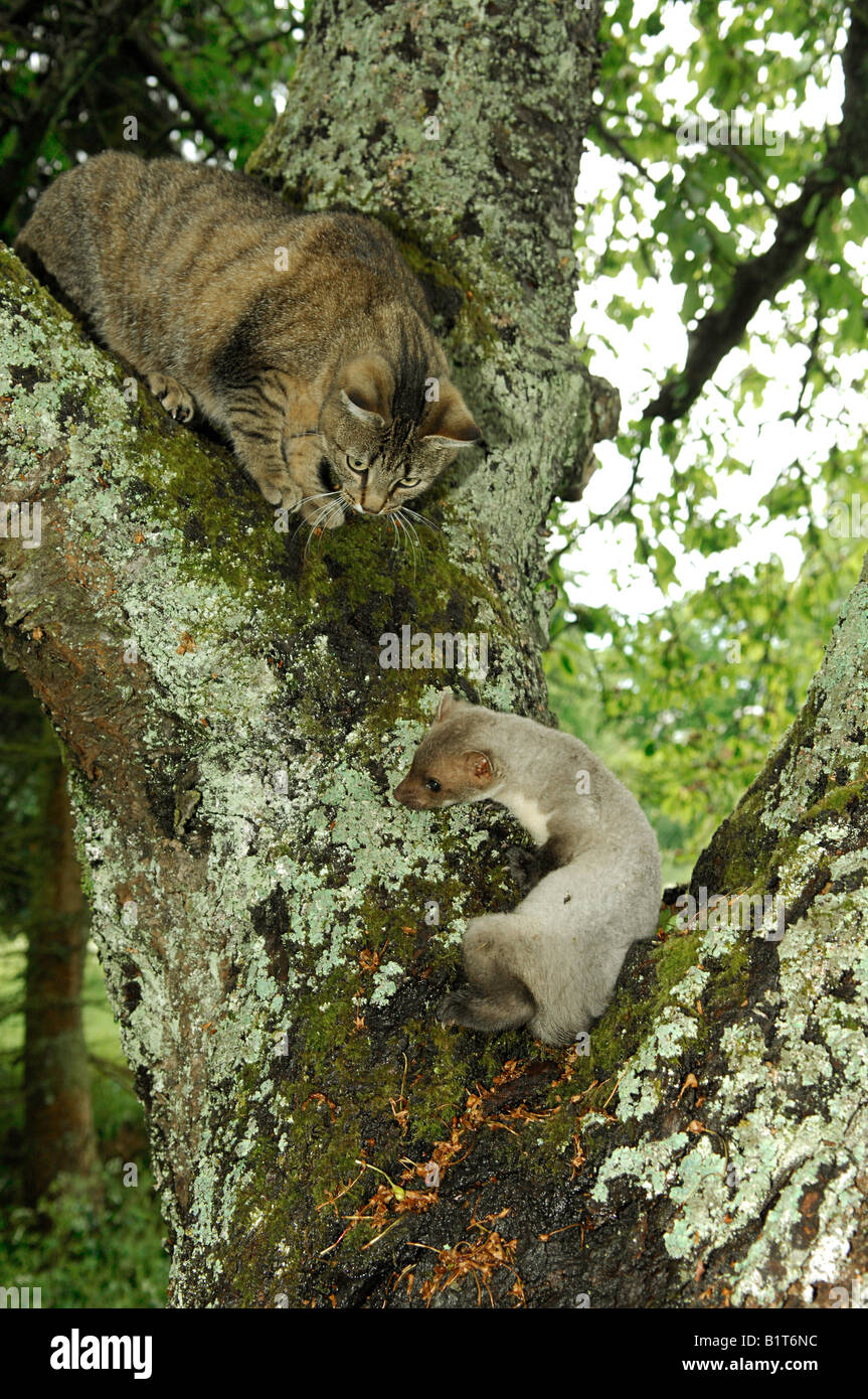 young beech marten and domestic cat on tree Stock Photo - Alamy