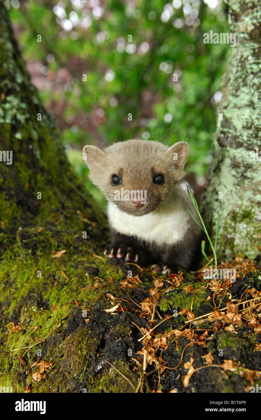 young beech marten on tree / Martes foina Stock Photo - Alamy