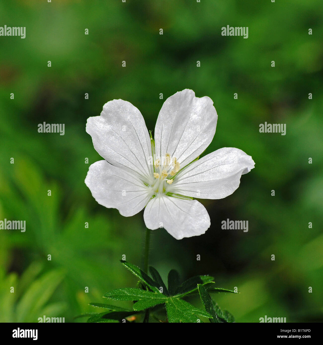 Geranium sanguineum 'Alba' Stock Photo - Alamy
