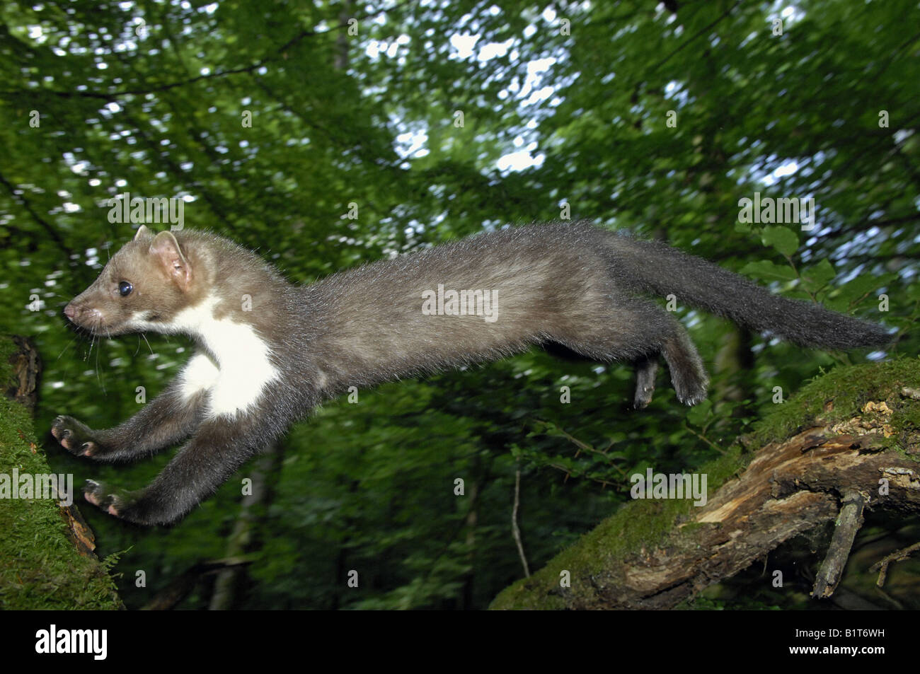 young beech marten - jumping / Martes foina Stock Photo - Alamy