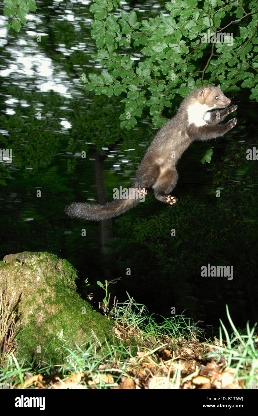Beech marten martes foina jumping hi-res stock photography and images ...