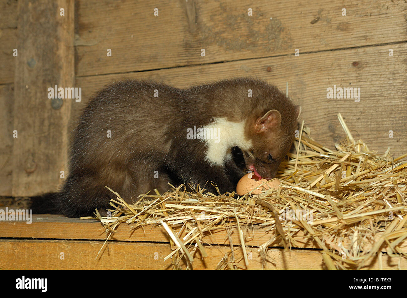 beech marten munching egg / Martes foina Stock Photo - Alamy