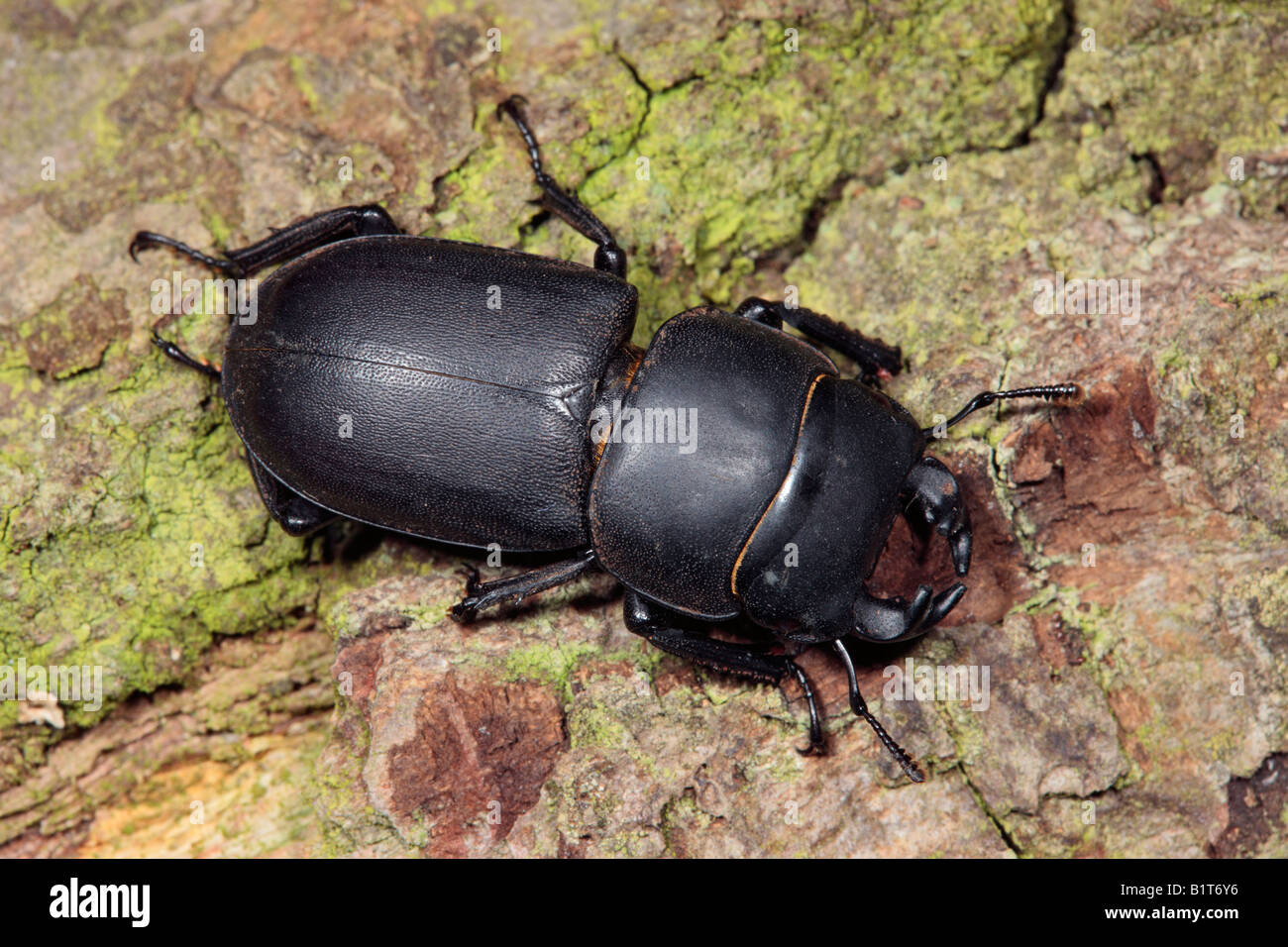 Stag beetle log uk hi-res stock photography and images - Alamy