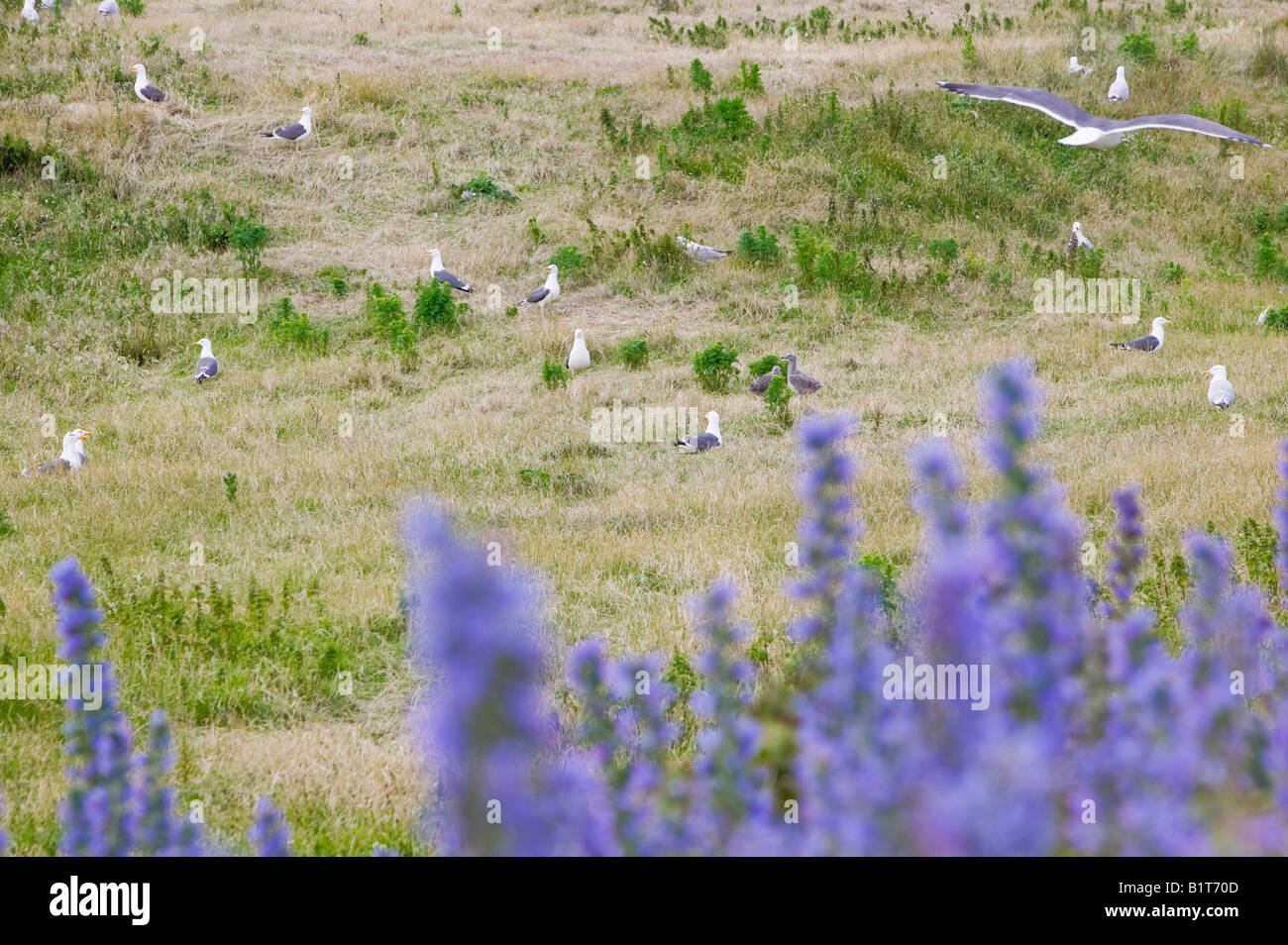 Gulls nesting on Walney Island off Barrow in Furness,Cumbria, UK Stock ...