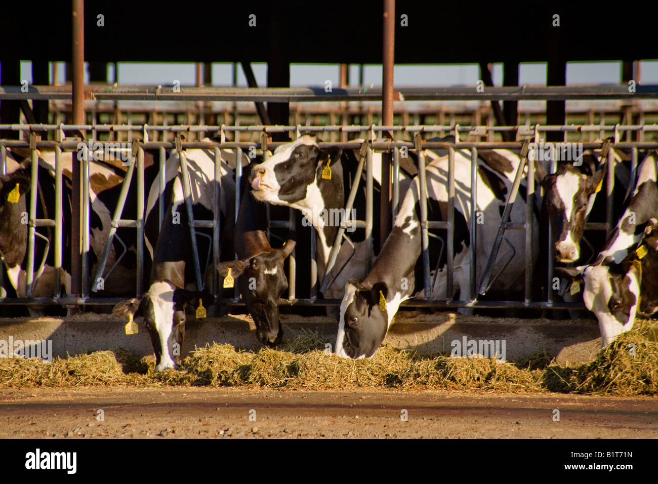 Holstein cows line up to eat hay on a dairy farm in Merced California ...