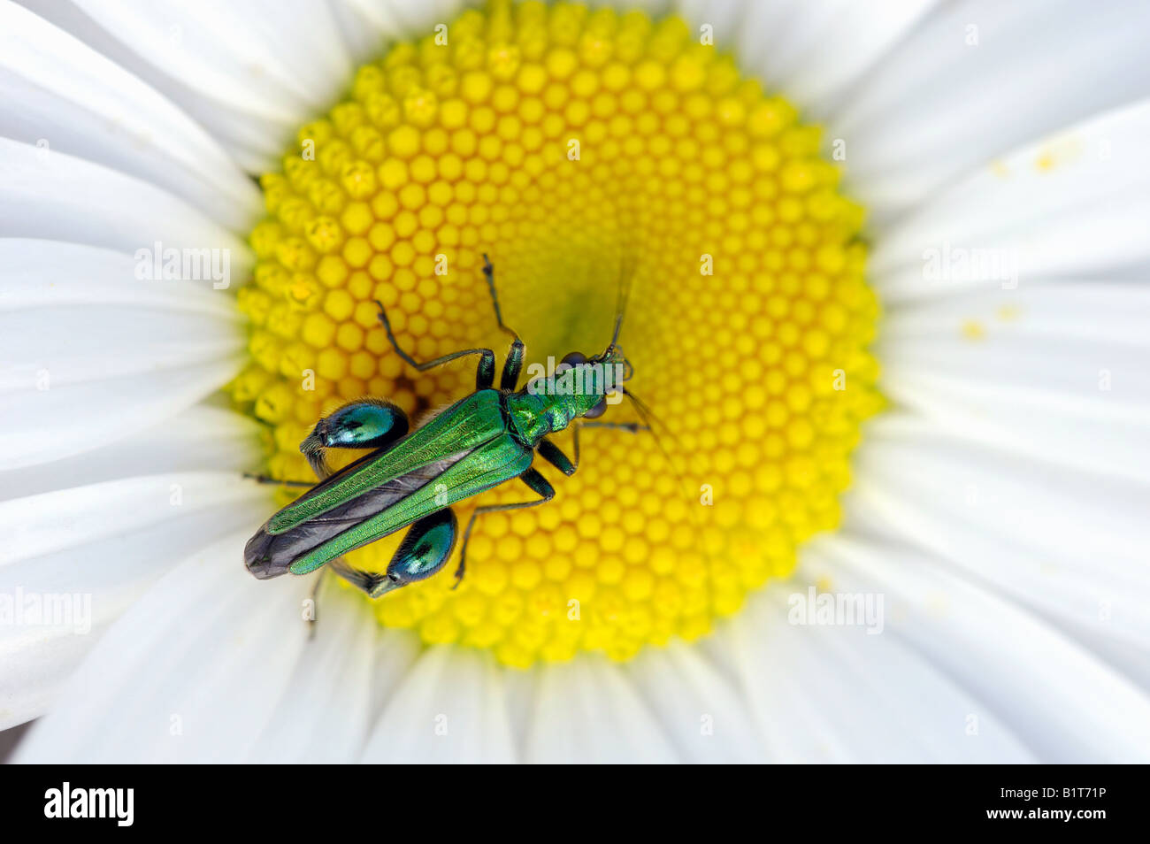 Pollen-feeding Beetle / Oedemera flavipes Stock Photo - Alamy
