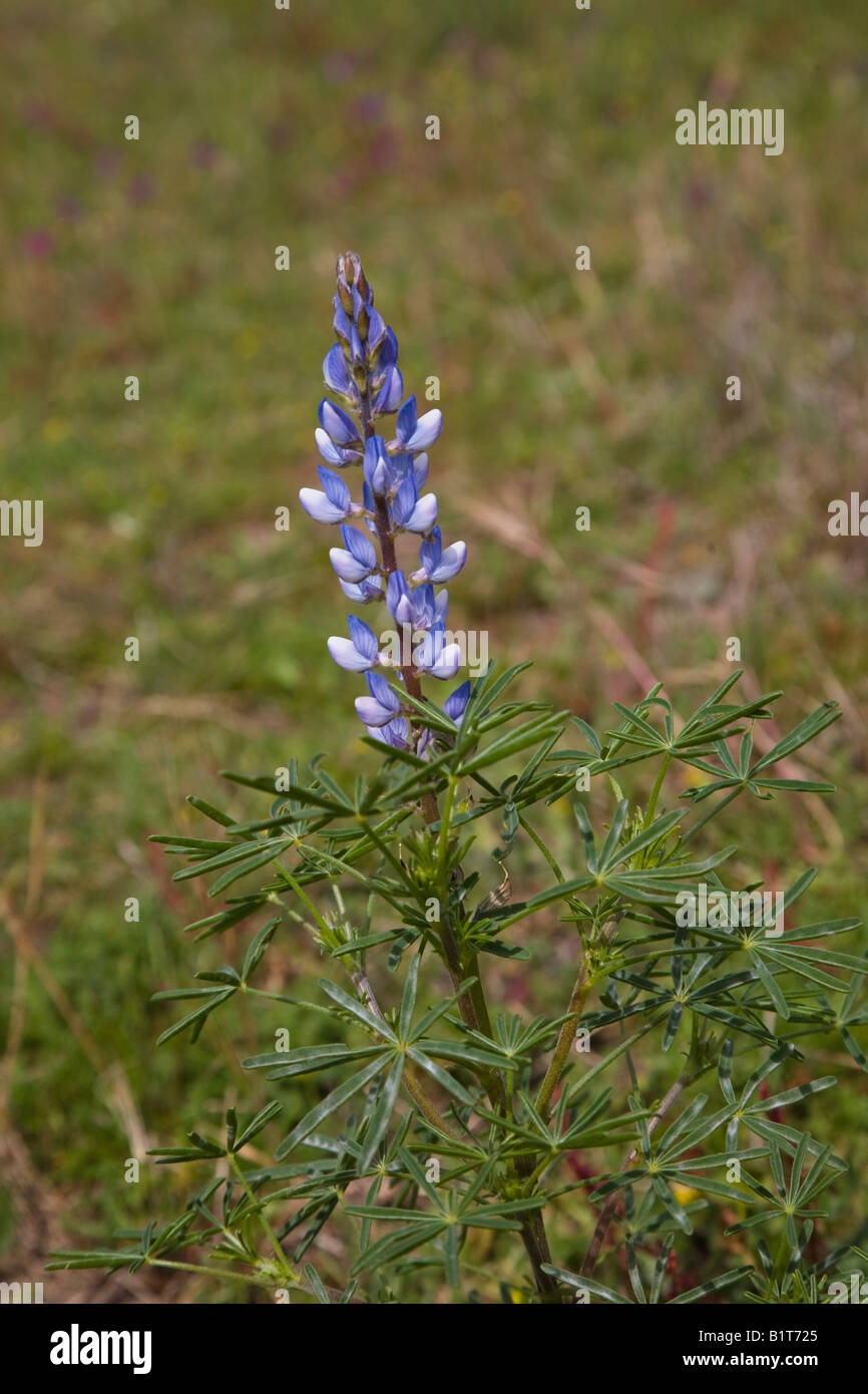 wild lupin growing in scrub waste land Stock Photo - Alamy