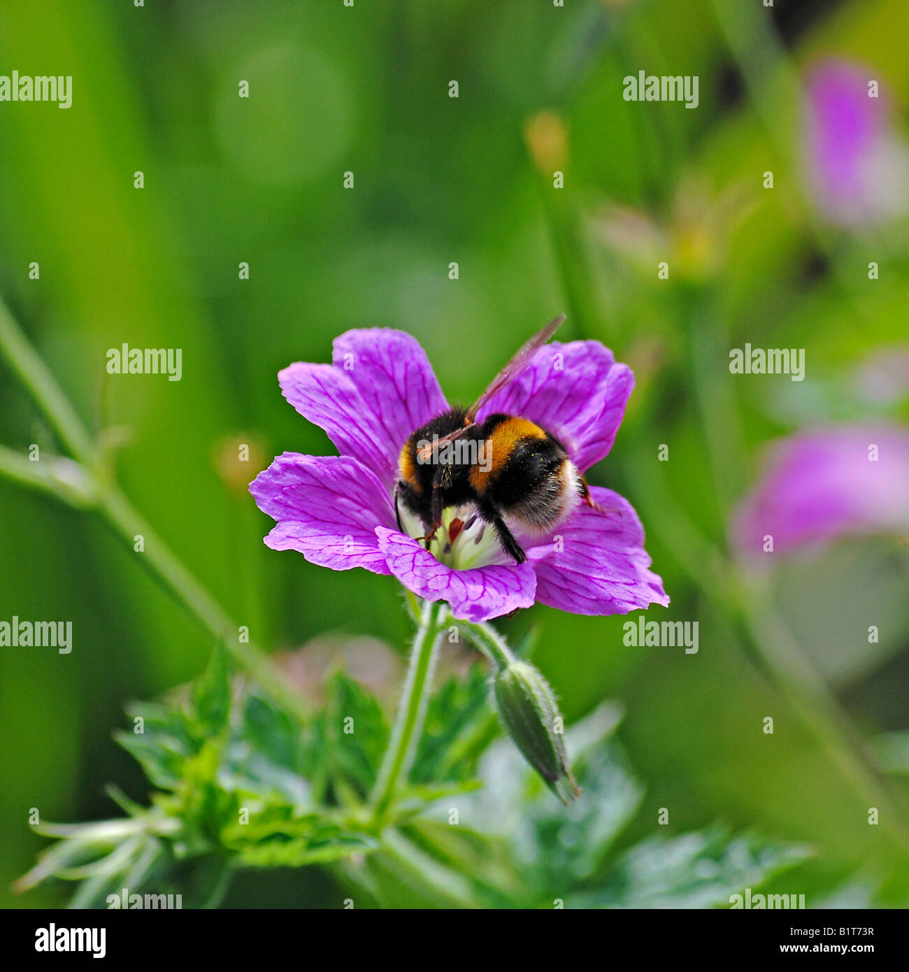 Druce High Resolution Stock Photography and Images - Alamy